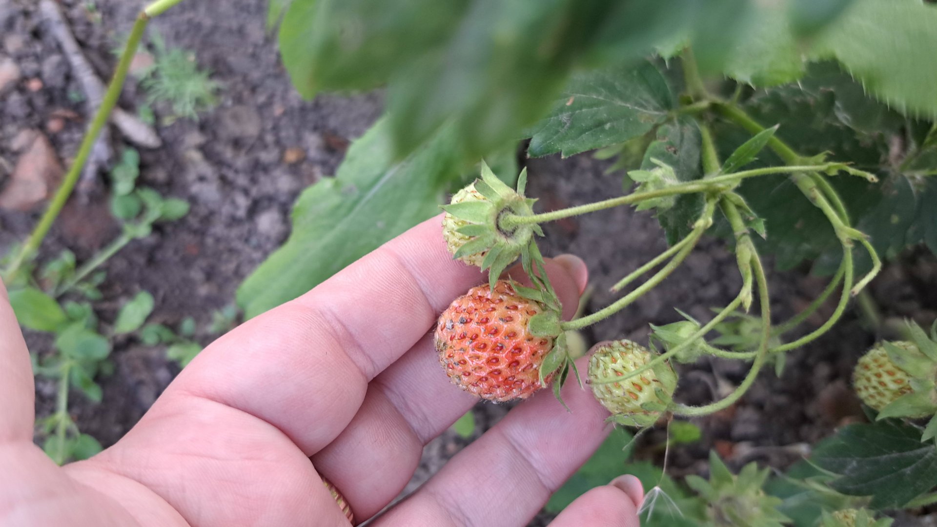 Первые ягоды ☺️ ветер разбушивался 9.05.25г.