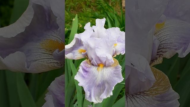 ирис сеянец №121 (Vlasova' 2025)