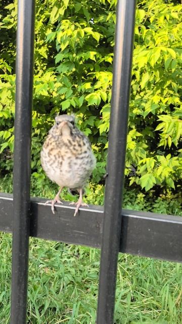 Птенцы дроздов на заборе. #птицы #бердвочинг