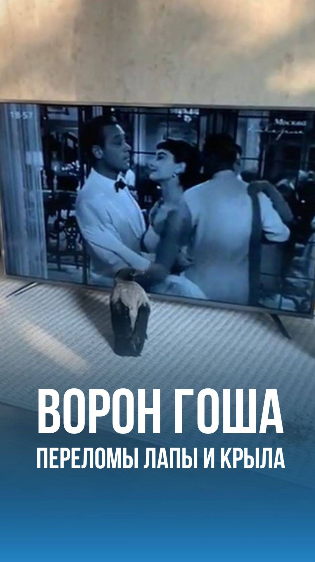 Перелом лапы и крыла у вороны Гоши.