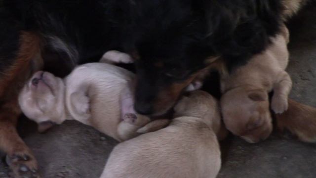 Мама как мама, дети как дети...