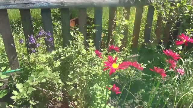 Здравствуй дача, как ты тут без меня ??Провожу осмотр. #михалычдачник