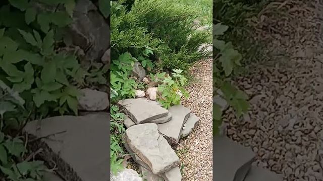 Гинго перемёрз. Вырос  за много лет.