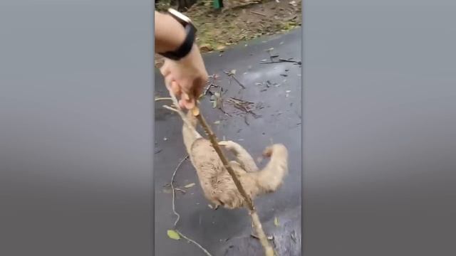 ЖИВОТНЫЕ, КОТОРЫЕ ОБРАТИЛИСЬ К ЛЮДЯМ ЗА ПОМОЩЬЮ