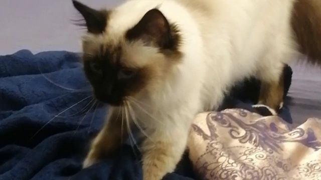 Упражнение для коготочков