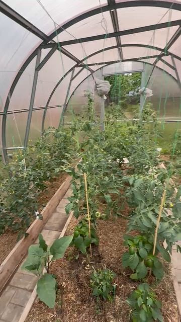 В теплице Дачная-Трёшка