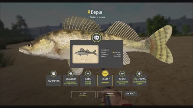 Берш, трофейная рыба с карточкой в игре Русская рыбалка 4, река Сура, коллекция Волжские хищники