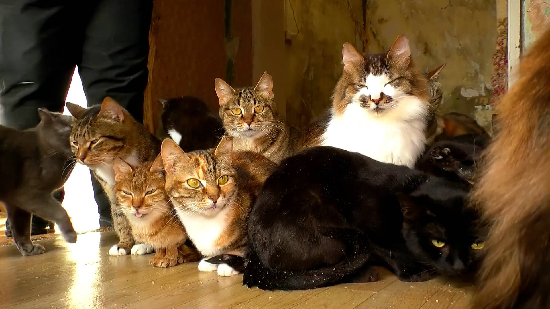 Кошачий приют в Омсукчане по-прежнему нуждается в помощи