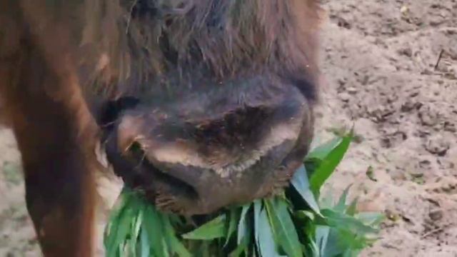 💫 Сегодня День рождения зубра Музы! Зоологи поздравили 💐 самочку с 20-летием!