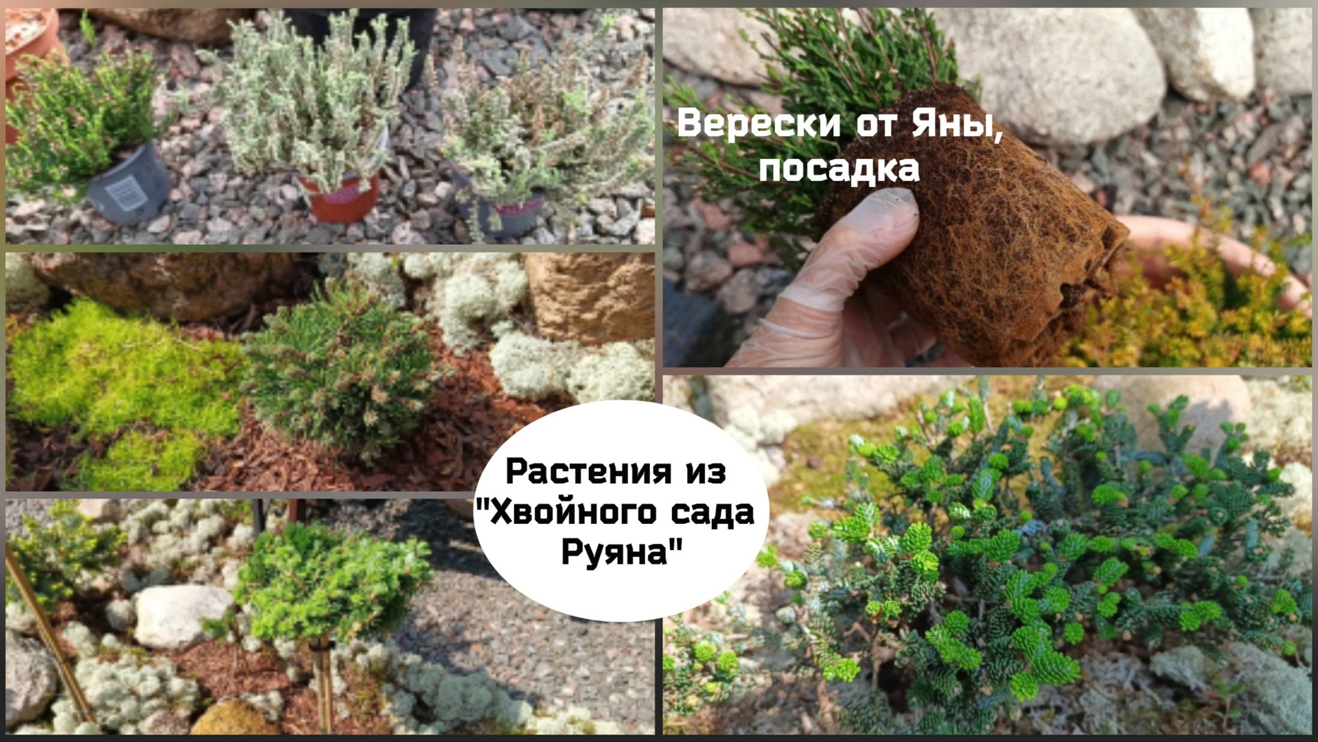 Растения из  "Хвойного сада Руяна".
Посадка вересков.