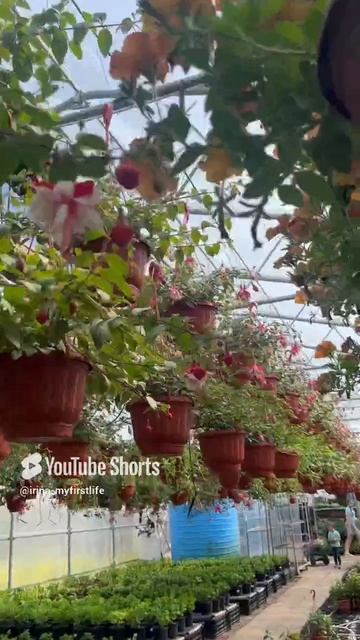 Фуксии в садовом центре #сад #цветы  #фуксия