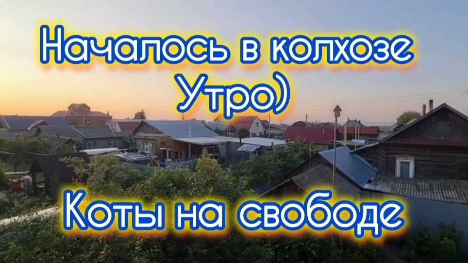 Началось в колхозе утро. Коты на свободе.