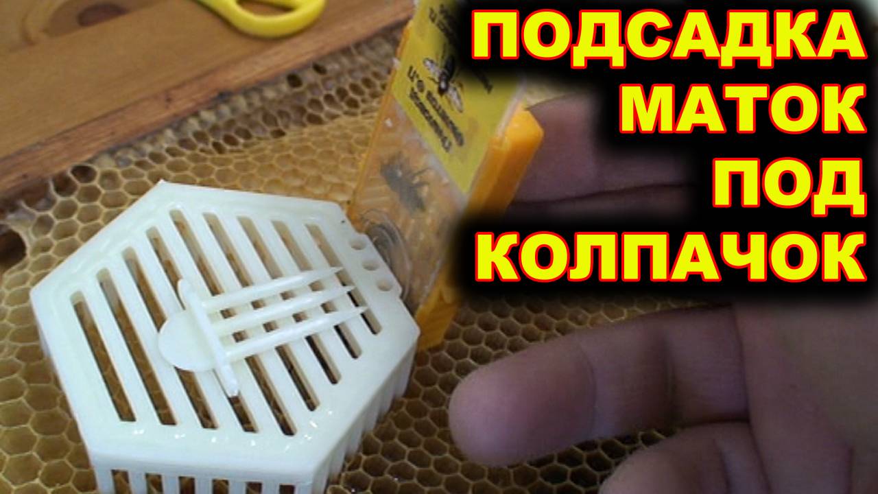 Подсадка маток под колпачок.