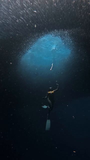 Дайвинг в окружении рыб