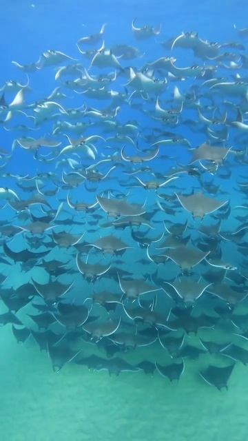 Много много скатов