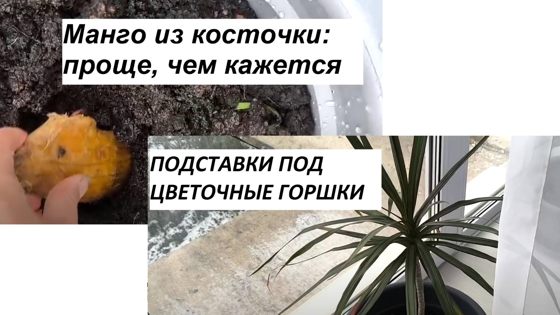 Выращиваем манго из косточки и выбираем напольные подставки под кашпо