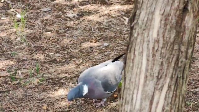 ⚡Рубрика #Красная_Книга📕  🔺Вид – вяхирь.