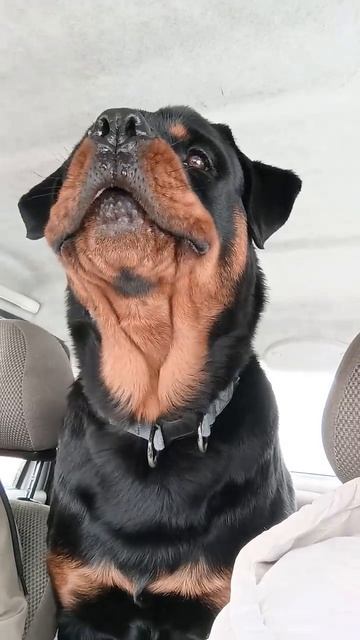 Что-то на собачьем, может даже матом