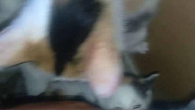 Мои котята уже стали большими и хотят погулять. Но маменька пока не разрешает!