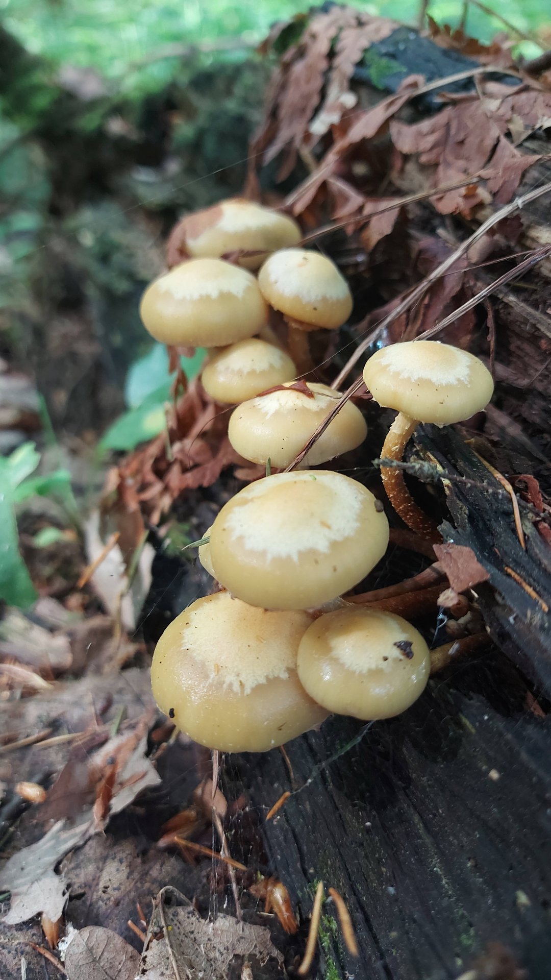 💥СБОР ГРИБОВ В ПОДМОСКОВЬЕ 10 ИЮНЯ 2025👉ЛЕТНИЕ ОПЯТА 🍄ТРУТОВИК СЕРНО-ЖЁЛТЫЙ 🌲🌳