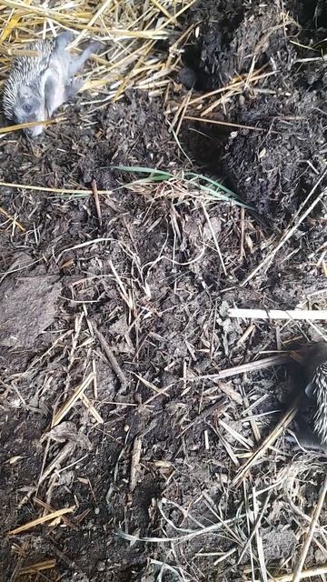 Кто нибудь видел маленьких ёжиков (2025 год)