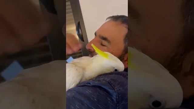 Милоты в ленту