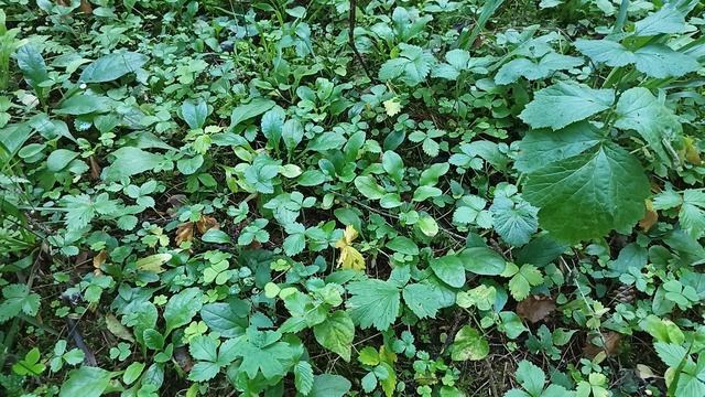 Природа звуки леса парк Горушка