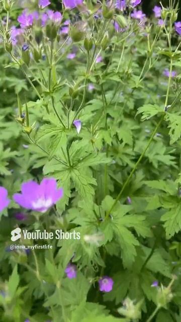 Герань садовая / Geranium #сад #цветы #садоводство