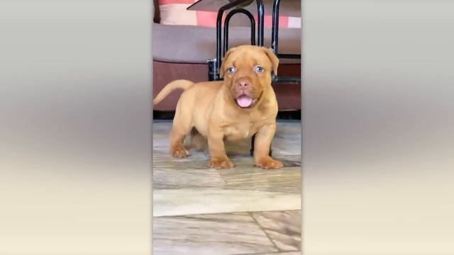 ДО И ПОСЛЕ ВЗРОСЛЕНИЯ. НЕВЕРОЯТНЫЕ ТРАНСФОРМАЦИИ ЖИВО