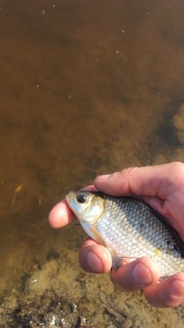 #рыбалка #карась #природа #отдых #shorts