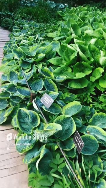 Гигантские хосты #аптекарскийогород #hosta #сад