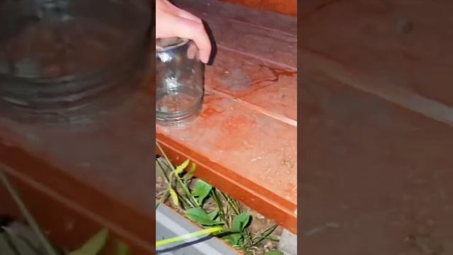 три осиных гнезда в уличном туалете 😬 уберите беременных от экранов