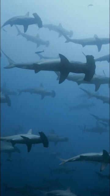 Акула молот