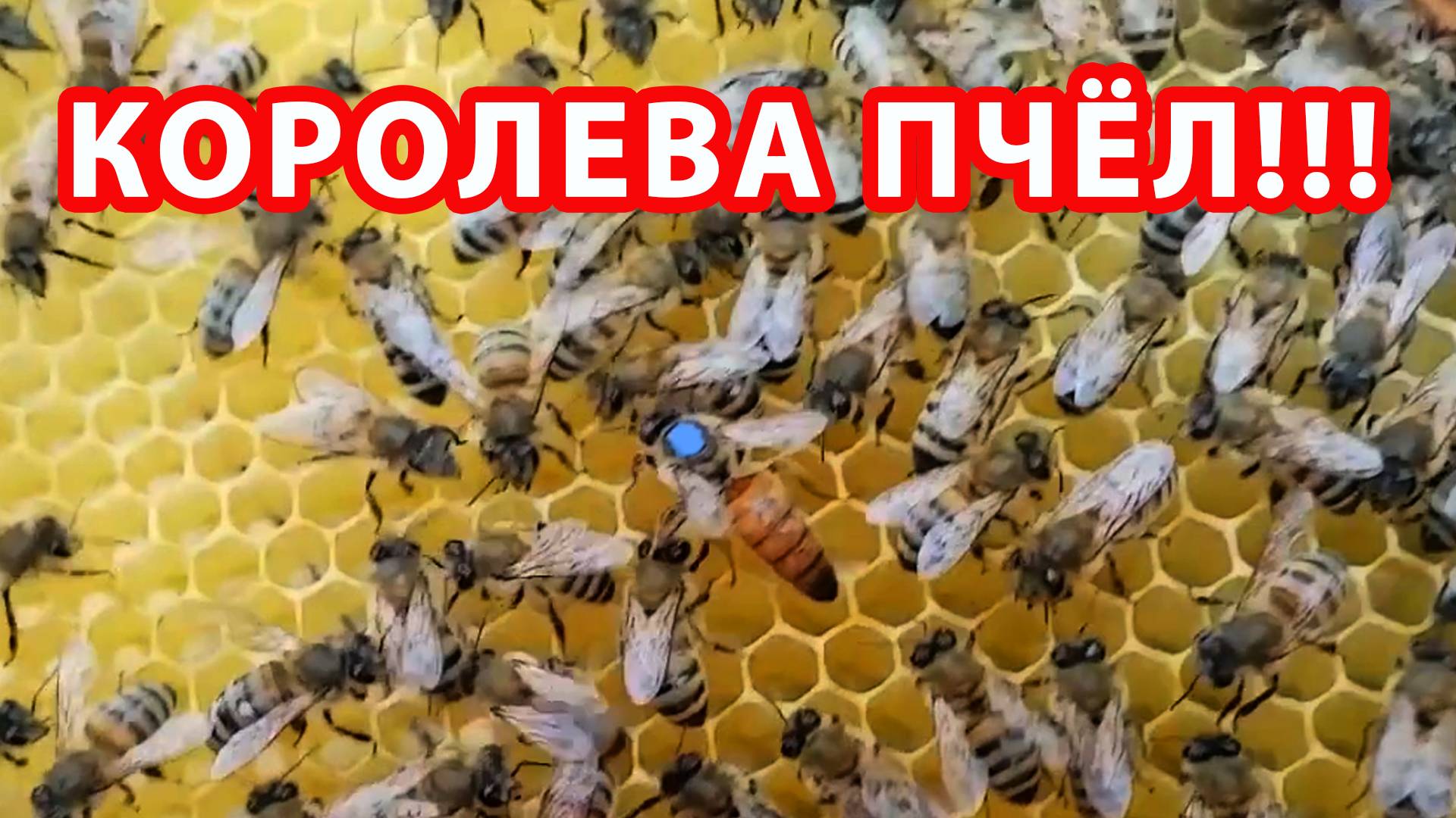 КАК ПОЁТ ПЧЕЛИНАЯ МАТКА