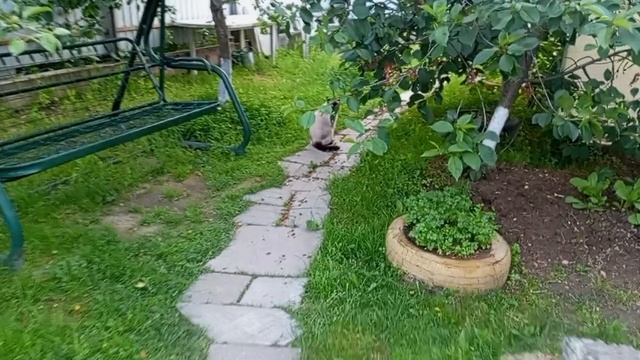 Мои котики 🐈🐈/Помидоры не сажали,а они 🍅🍅 проросли,как так?