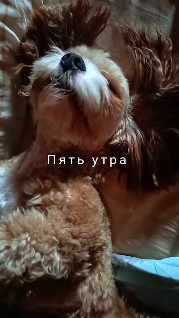 И снится сон ✨✨✨✨🐕🐶