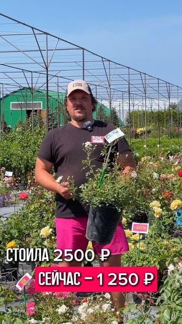 Розы со скидкой 50%