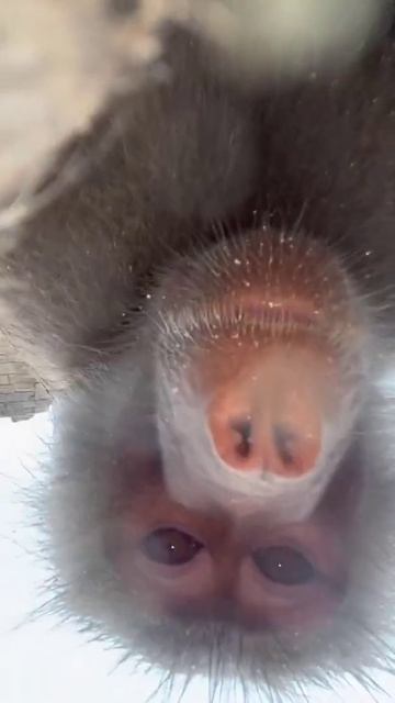 Обезьяны сперли смартфон и быстро освоили современную технику.
Ракета подписка