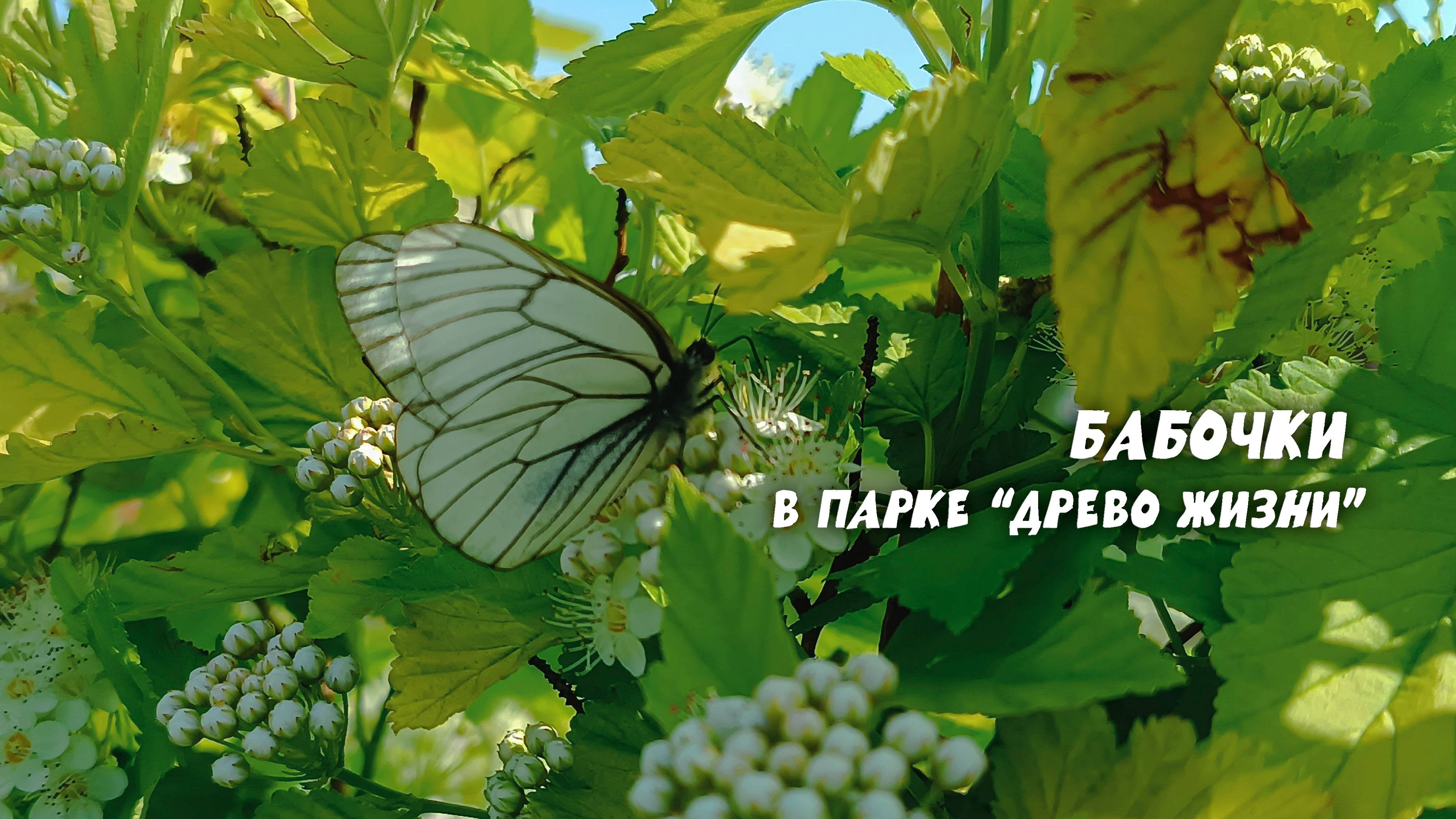 Бабочки в парке "Древо жизни"