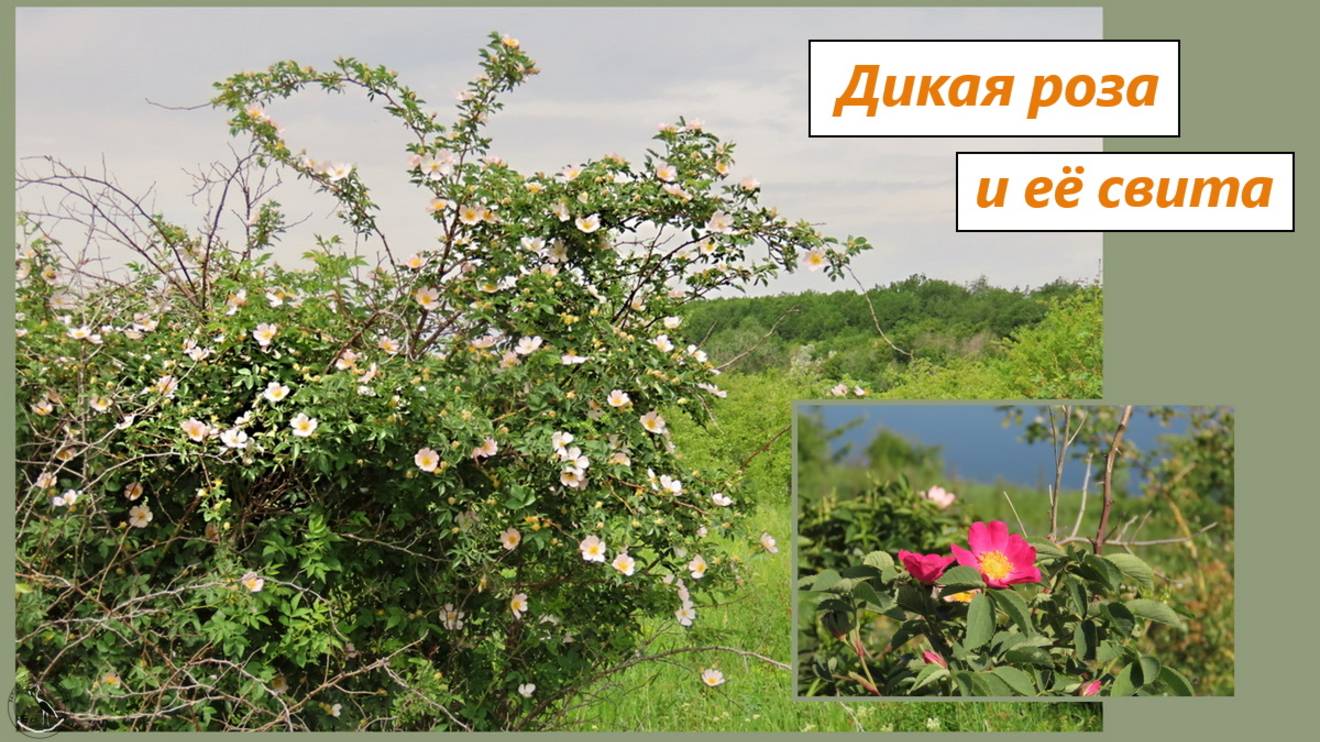 Цветёт дикая роза и её свита: горошек тонколистный, лютик иллирийский, таволга, вероника, шалфей