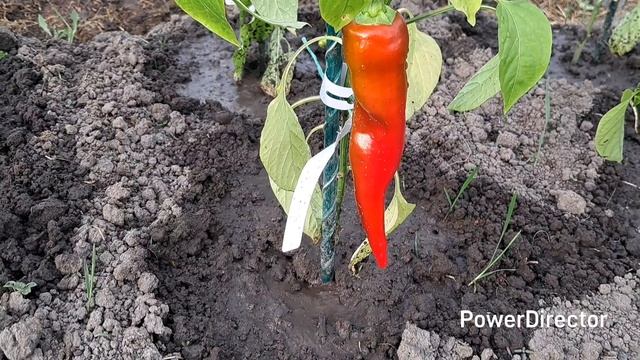 Закончилась первая декада июня...