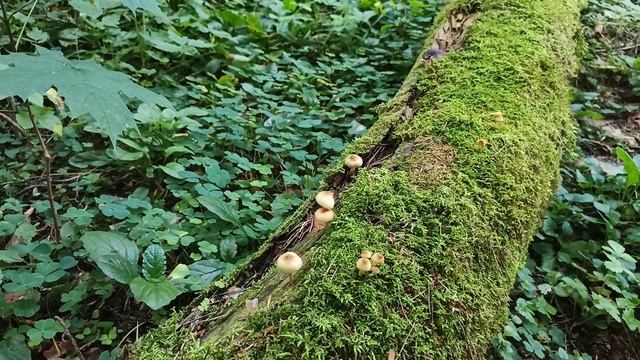 Природа звуки леса парк Горушка