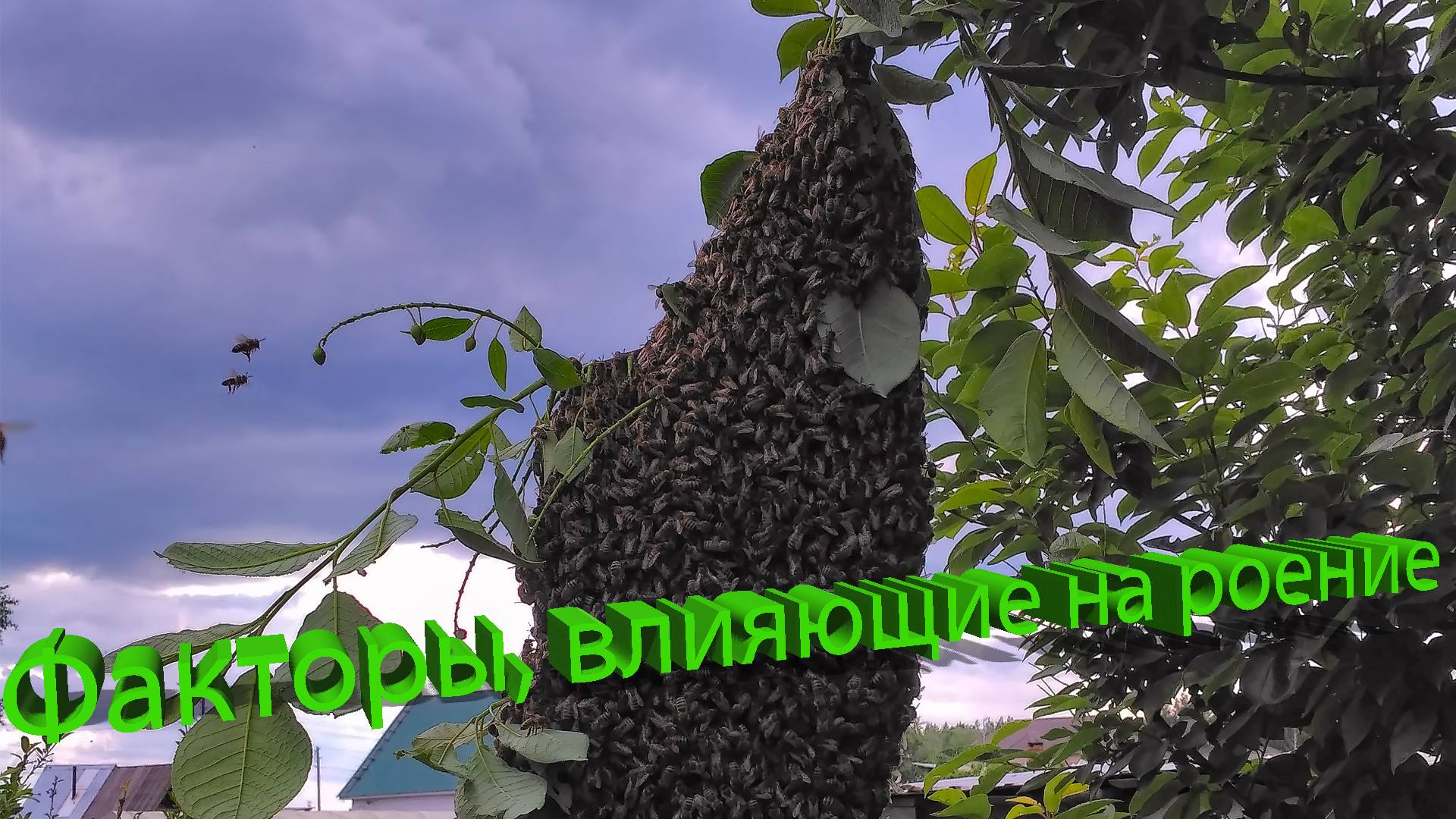 Факторы, влияющие на роение: научный анализ профессора Кашковского