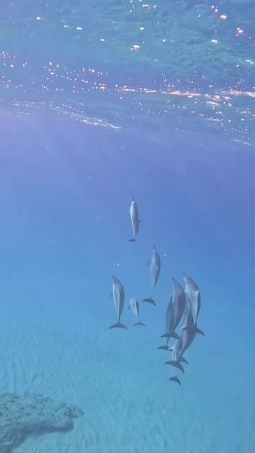 Дельфинчики