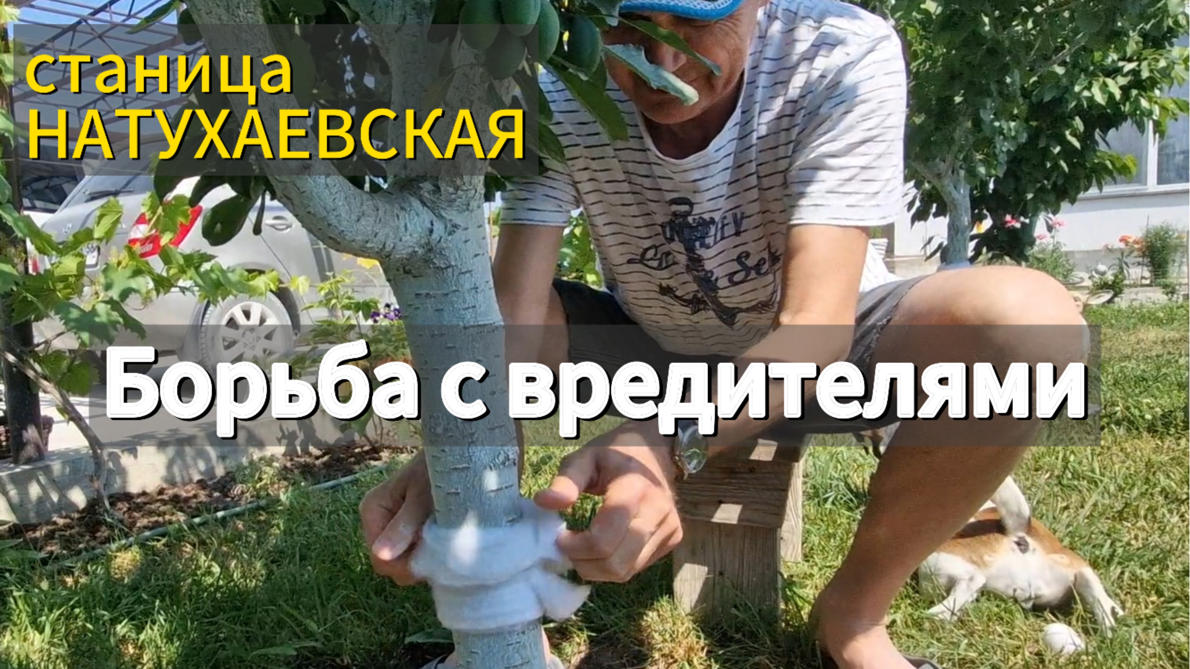 МУРАВЬИ и БЕЛОКРЫЛКА. Боремся с вредителями.станица НАТУХАЕВСКАЯ. июнь 2025