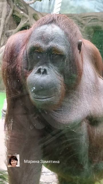 Орангутан самка Личана 40 лет.
