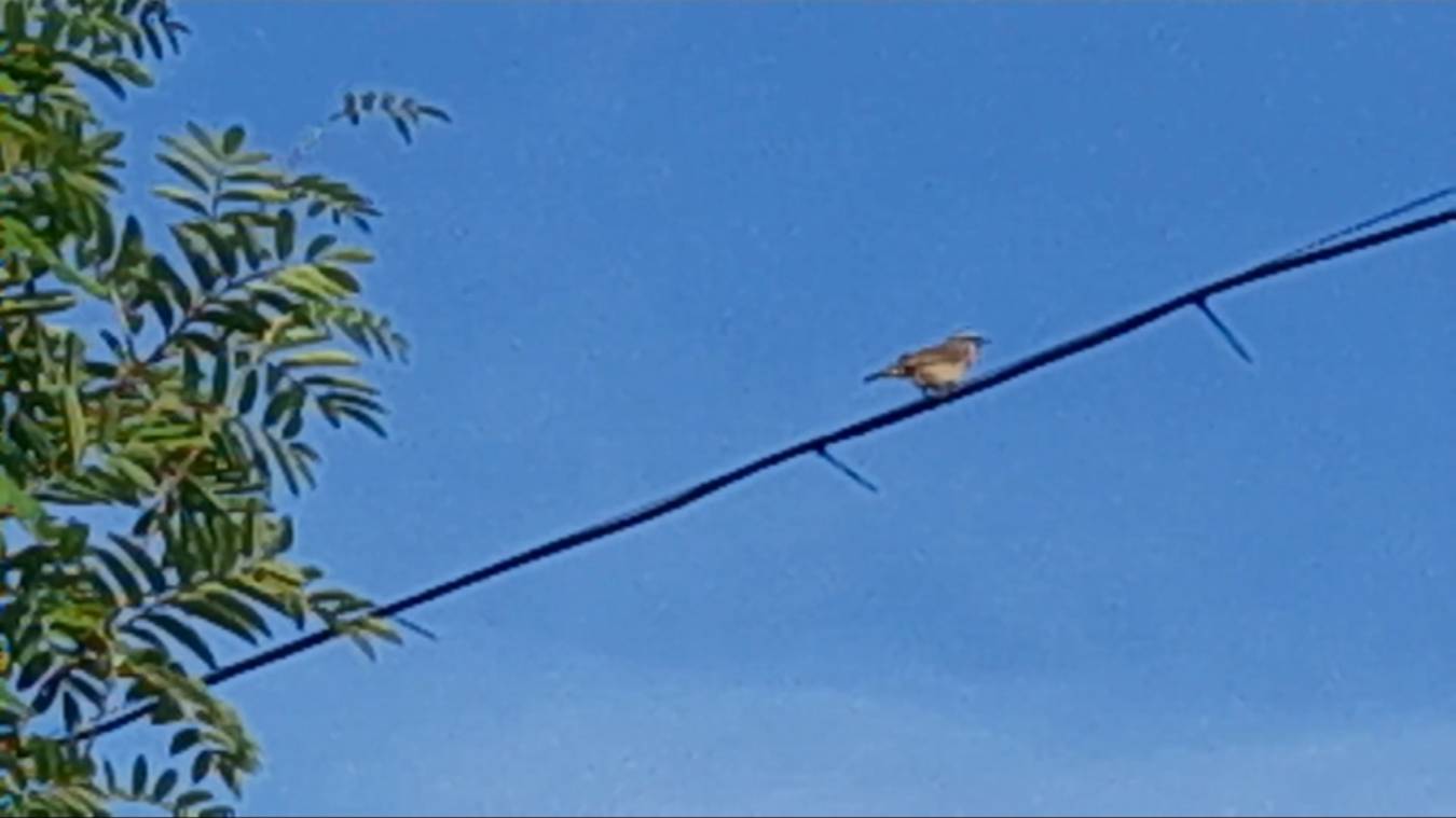 20250609_182901_001 Песнь птицы, оставшейся без гнезда