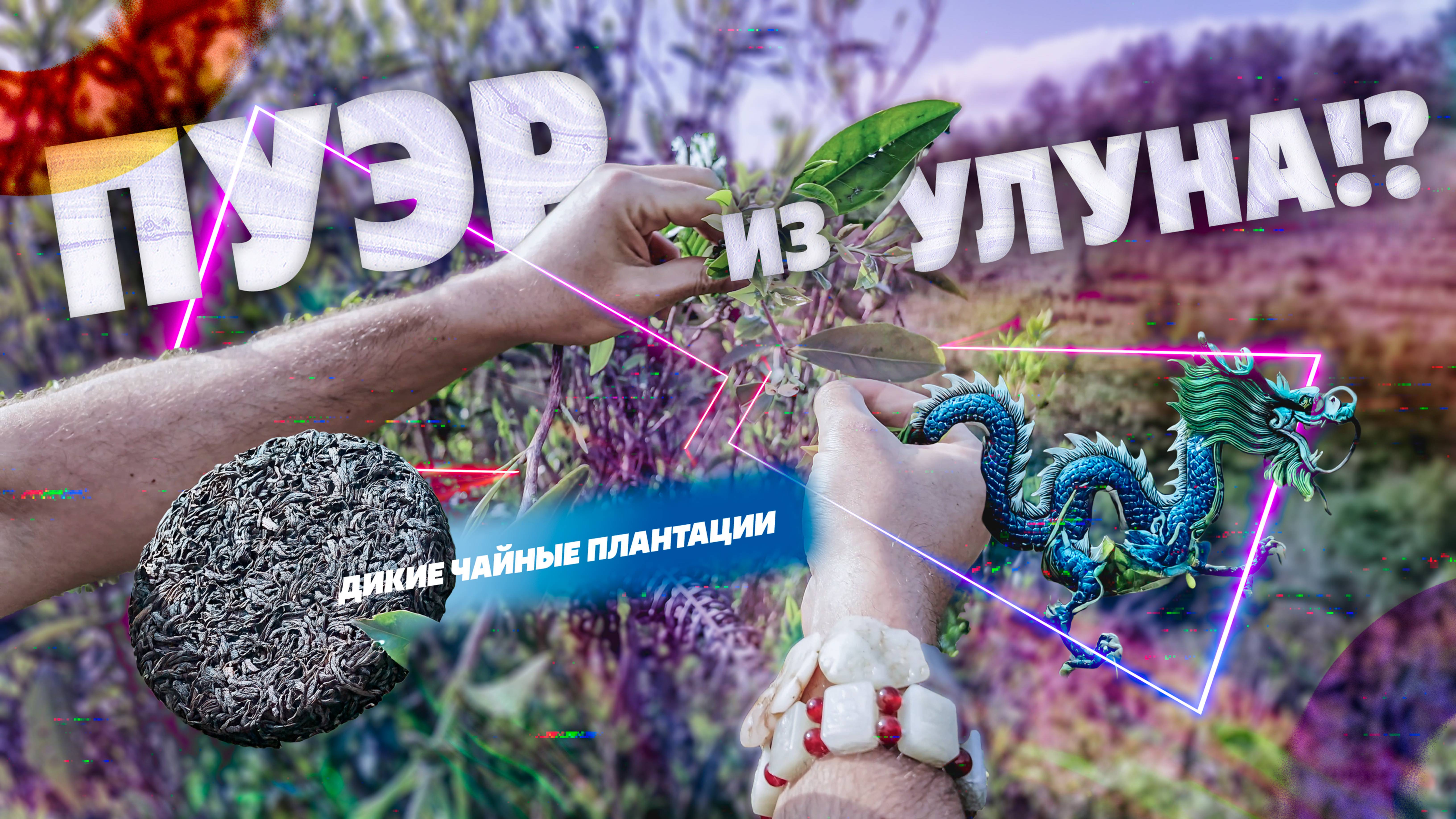 Добирались часами до диких чайных плантаций, чтобы сделать самый необычный чай!