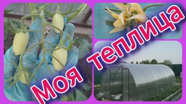 Теплица в июне. Какие работы провожу и небольшие секреты выращивания! 🍅