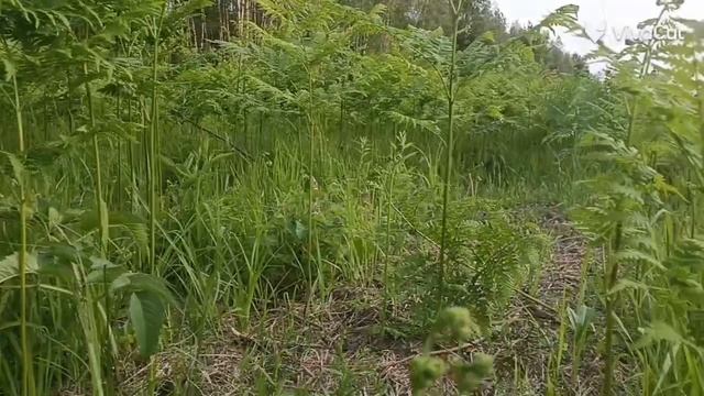 Удивительное поле папоротников